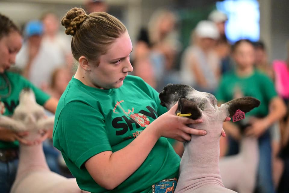 How to Choose the Perfect Show Lamb – FlexTran Animal Care