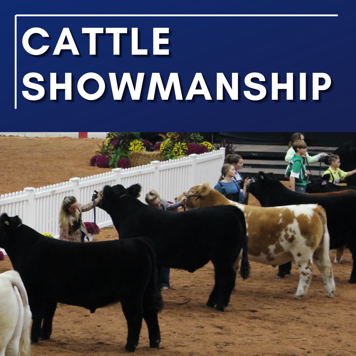 Cattle Showmanship – FlexTran Animal Care