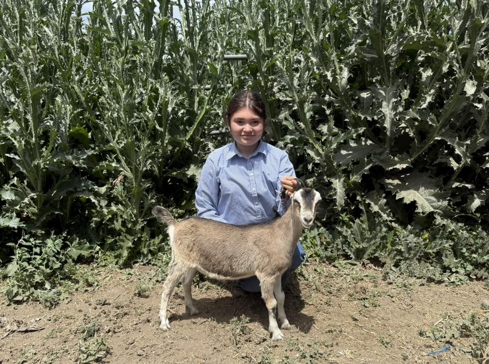 Cross-Training Livestock for Work and Show – Using Animals for Chores ...