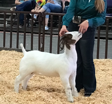 Maintaining Show-Ready Livestock: 7 Off-Season Care Tips – FlexTran ...