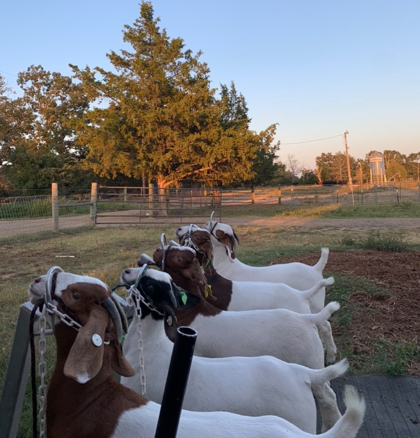 How to Pick a Show Goat from Your Existing Herd: A Guide for Livestock ...