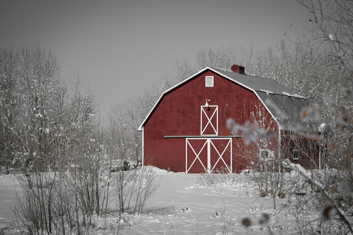 How to Keep Pens and Barns Clean and Ammonia/Odor-Free in Winter ...