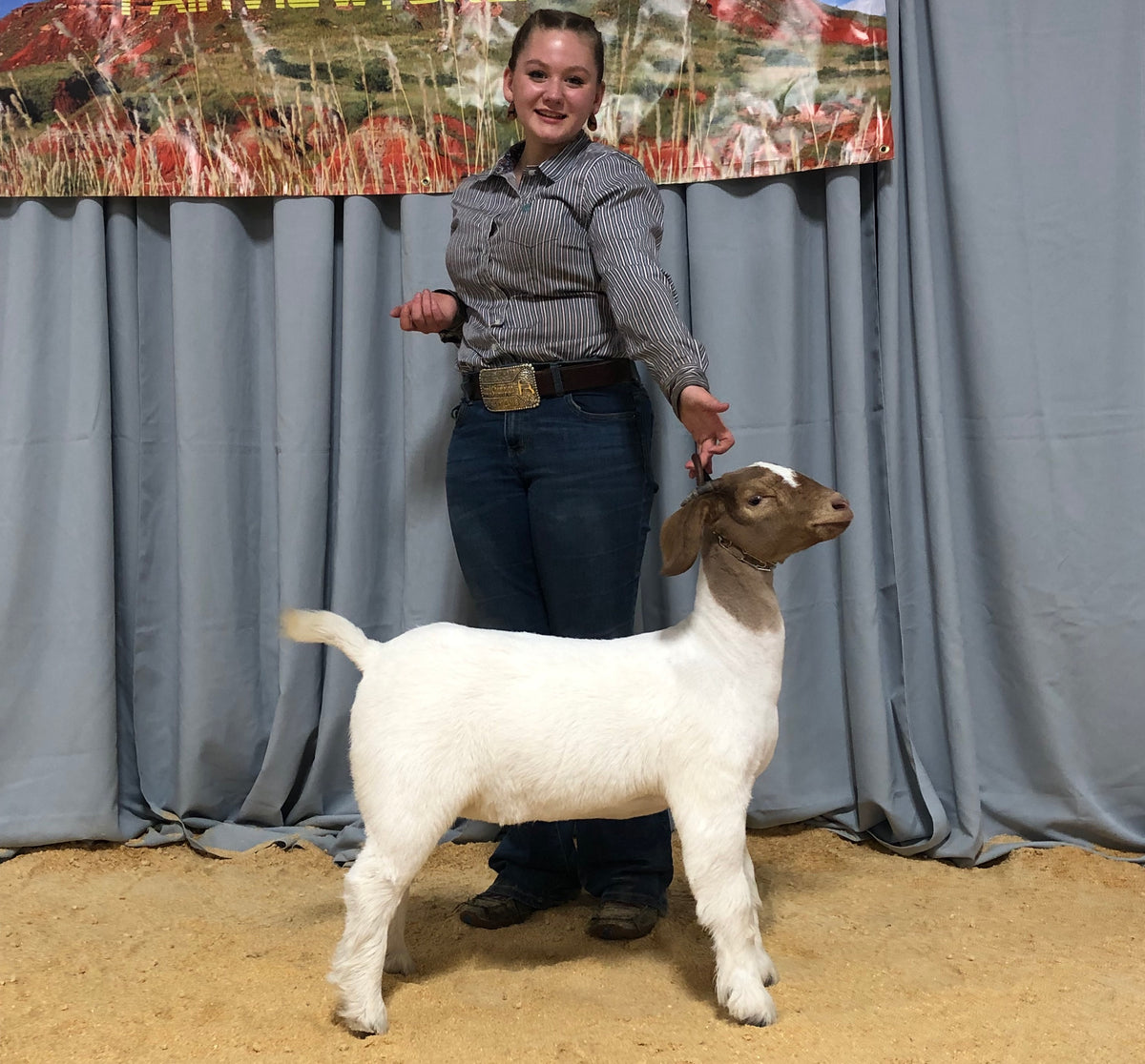 A Guide to Grooming Your Show Goat for Success – FlexTran Animal Care