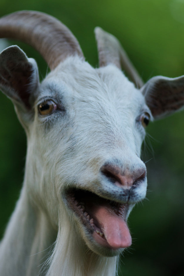 What's Needed To Keep Goats – FlexTran Animal Care